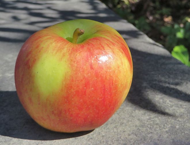 Diva - Adam's Apples