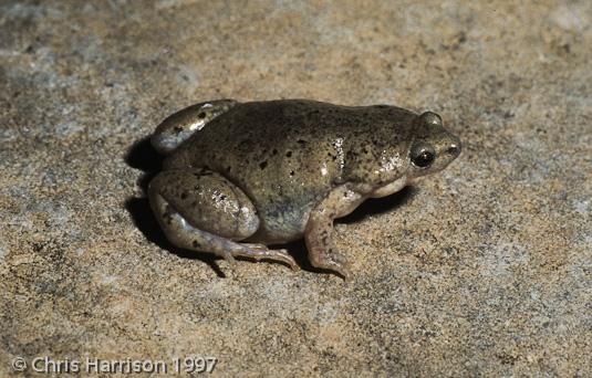 Frog Blog: Texas' Narrow-mouthed Toads- Gastrophryne carolinensis ...