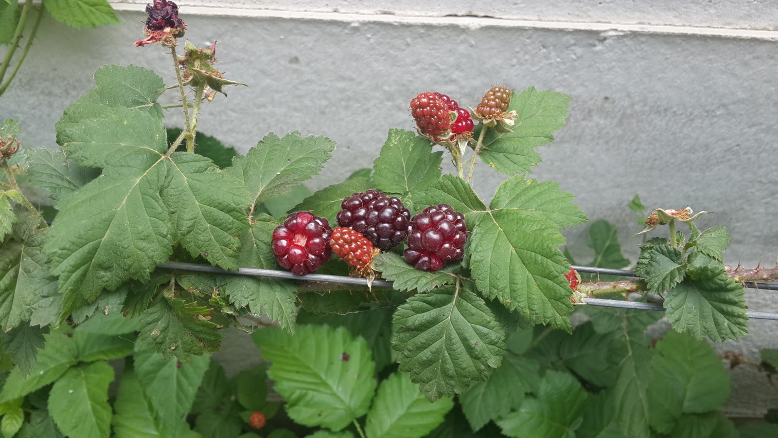 Jacot's Garden: Youngberry/Booysenberry/Blackberry