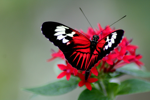 Butterfly Information-Facts and New Photos | The Wildlife