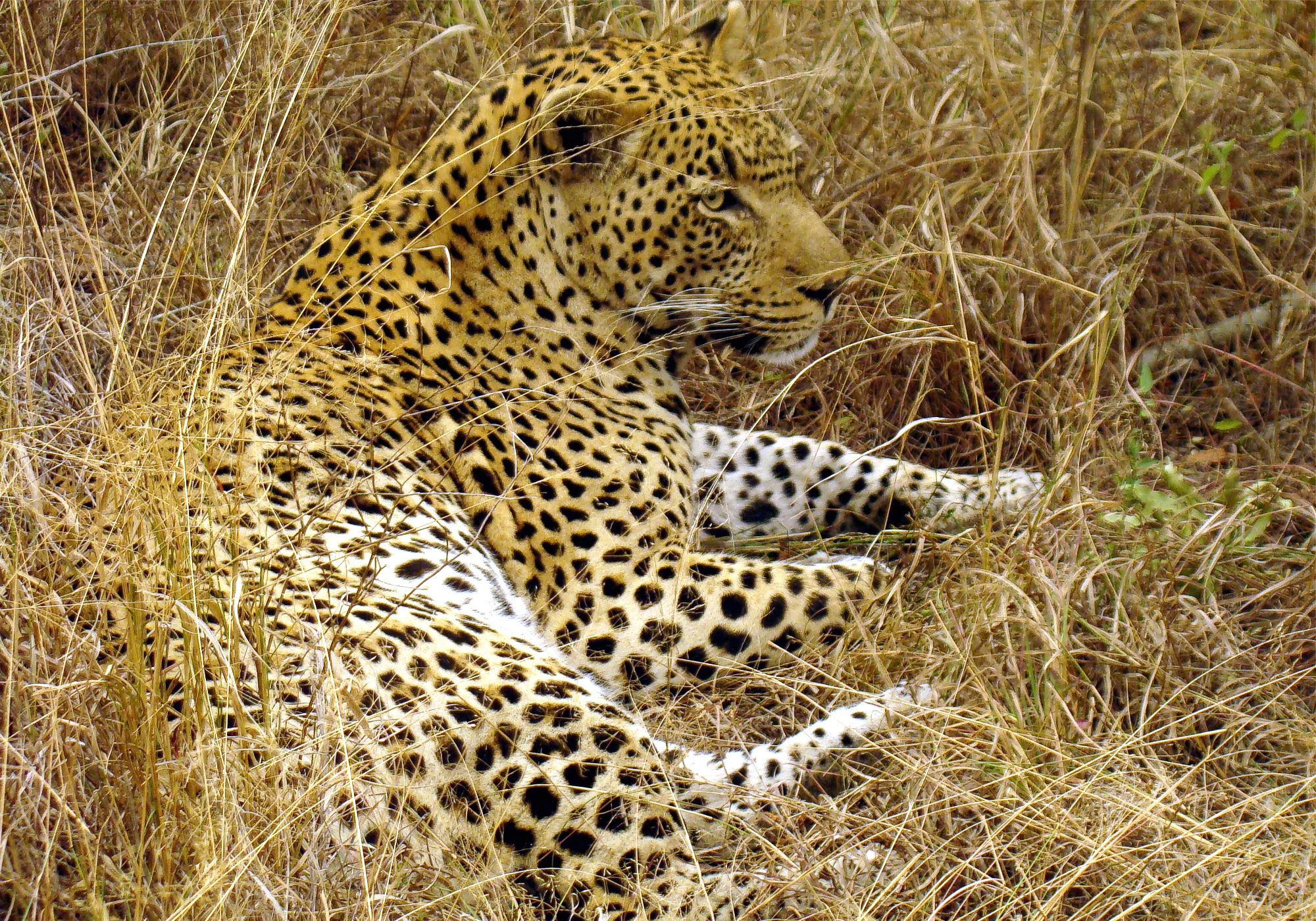 Mystery Cats: African leopards have surprisingly high genetic diversity