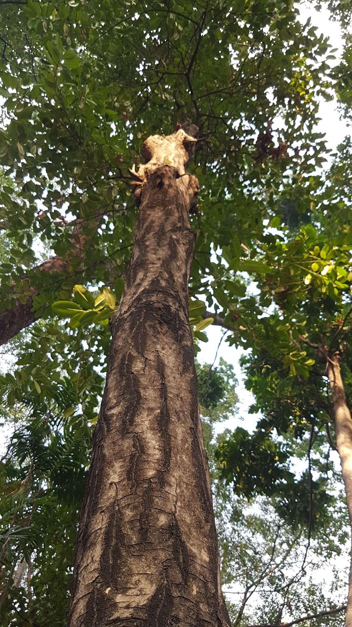 Habitus Pohon Calophyllum inophyllum L, Nyamplung, Bintangur