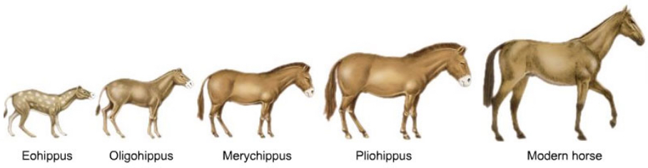 NephiCode: Where Are the Land of Promise Horses? – Part I