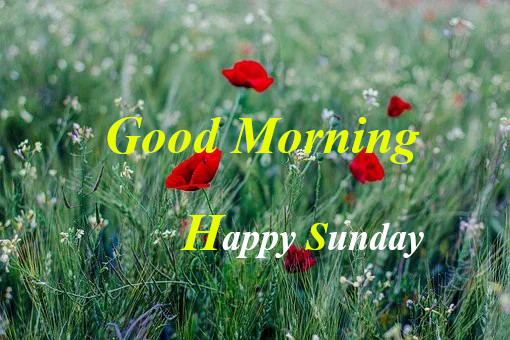 Top 10 Good Morning Happy Sunday, images Photos , greetings, pictures ...