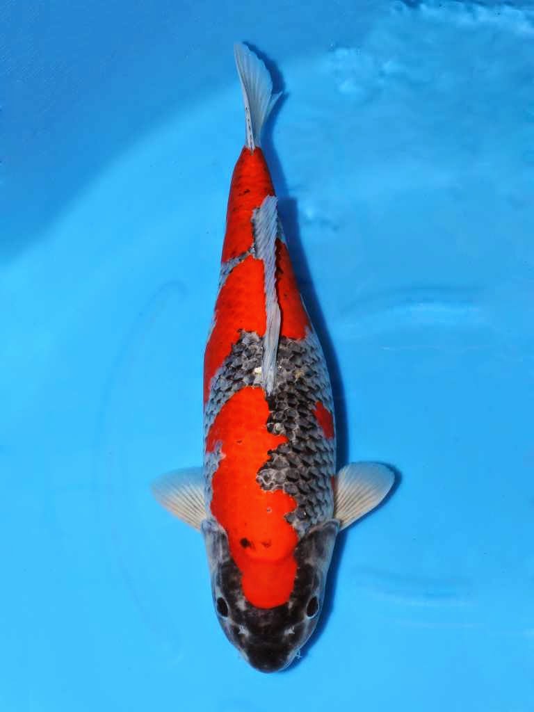 KOIKICHI FISH FARM: The 5th ZNA-TKKG koi Show 2015