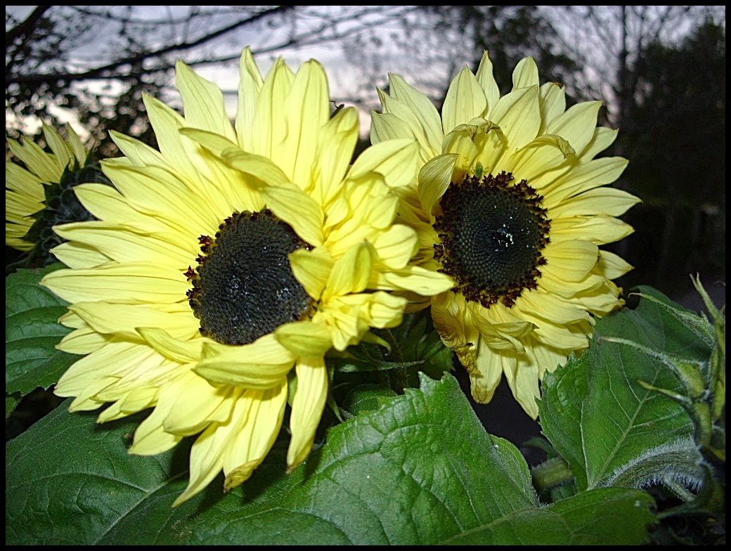 Kelli's Northern Ireland Garden: Mid October Blooms