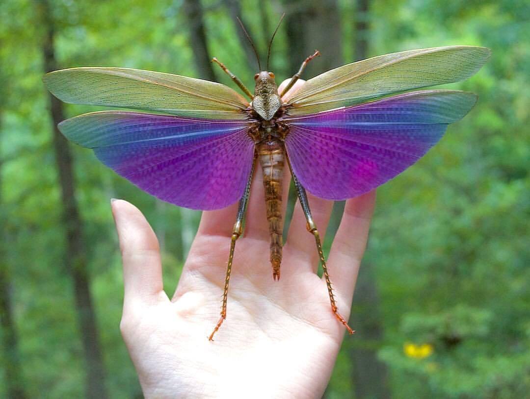 BIBOCA AMBIENTAL : CURIOSOS INSETOS BRASILEIROS