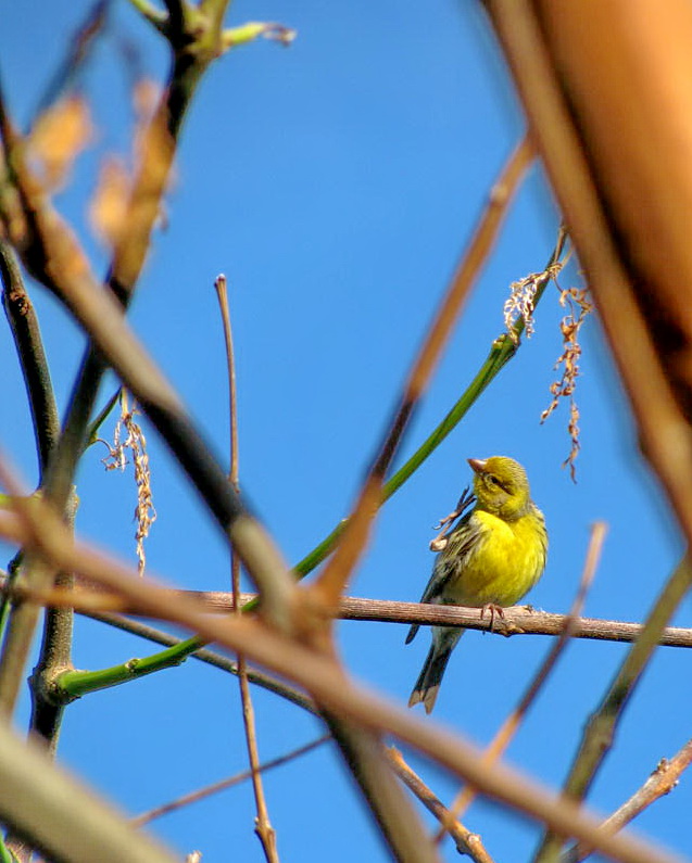 the bird scratching - Funchal Daily Photo
