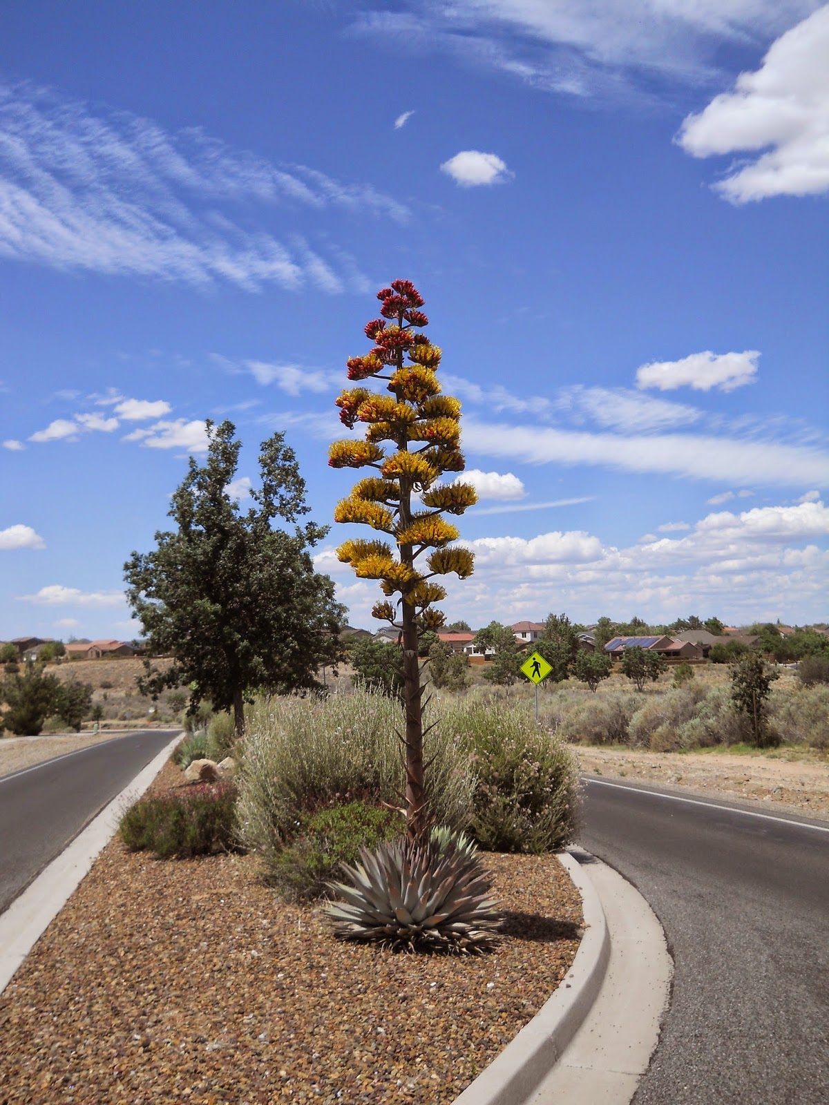 Oddball Observations : THE MIGHTY CENTURY PLANT - PART TWO