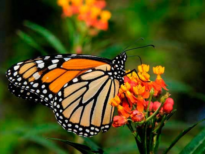 Queen en México: Brian May: El vuelo de las Monarca en 3D - entrevistas ...