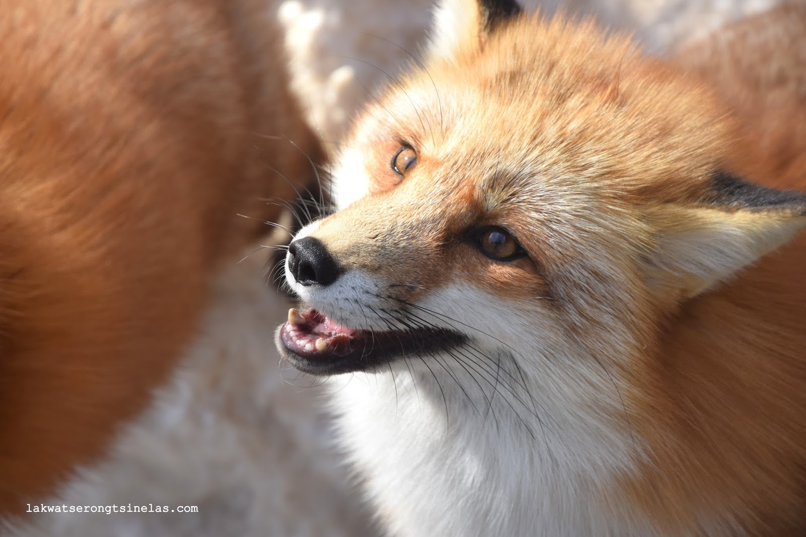 WINTER AT MIYAGI ZAO FOX VILLAGE OF JAPAN - Lakwatserong Tsinelas