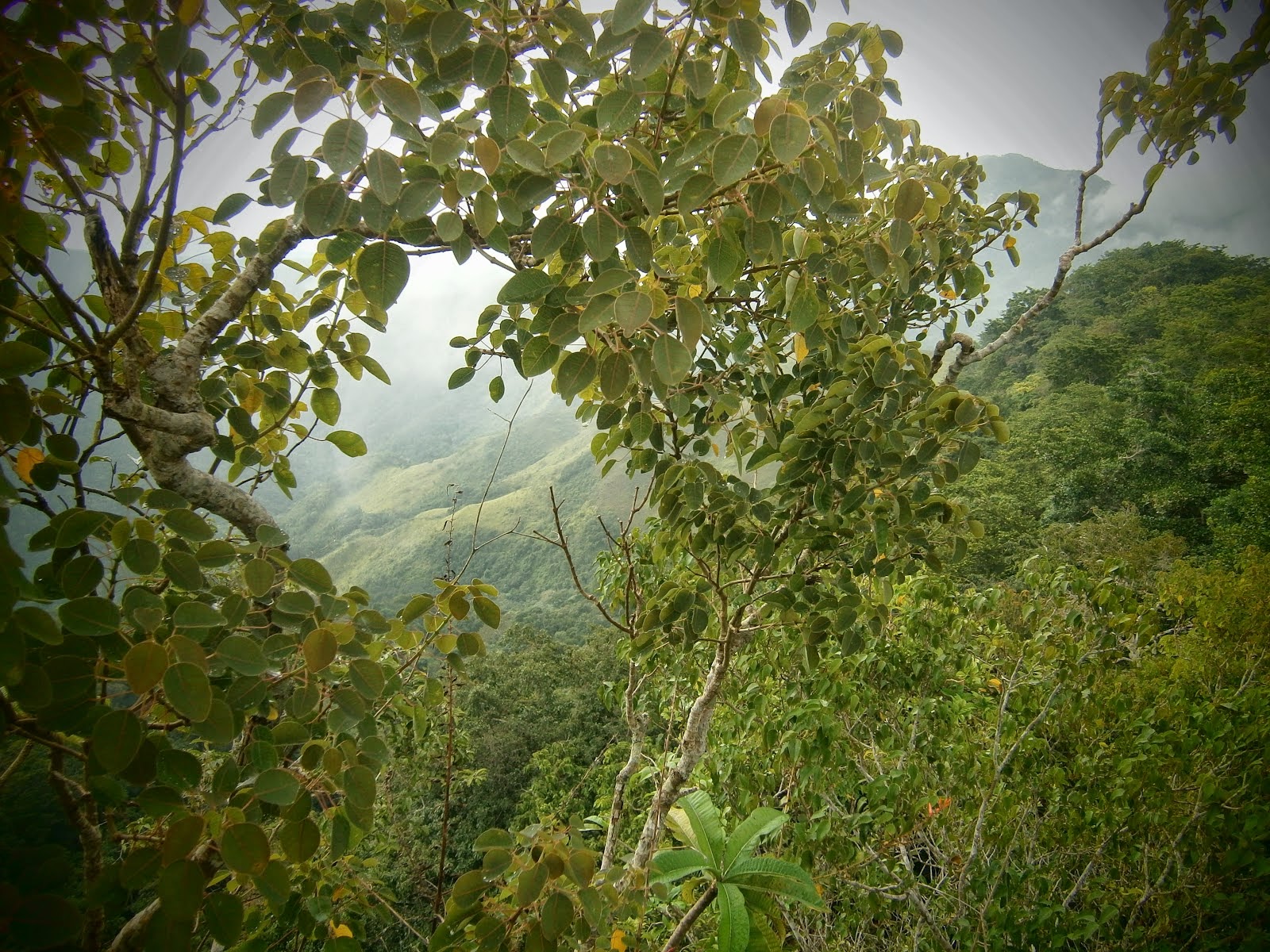 Dendroland: Diario de un Sapito Niñero Oriental (Colostethus Mandelorum)