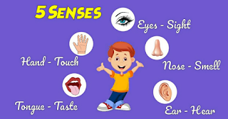 Five Senses Rhymes | Human Sense Organs Song | Learn about Five senses ...