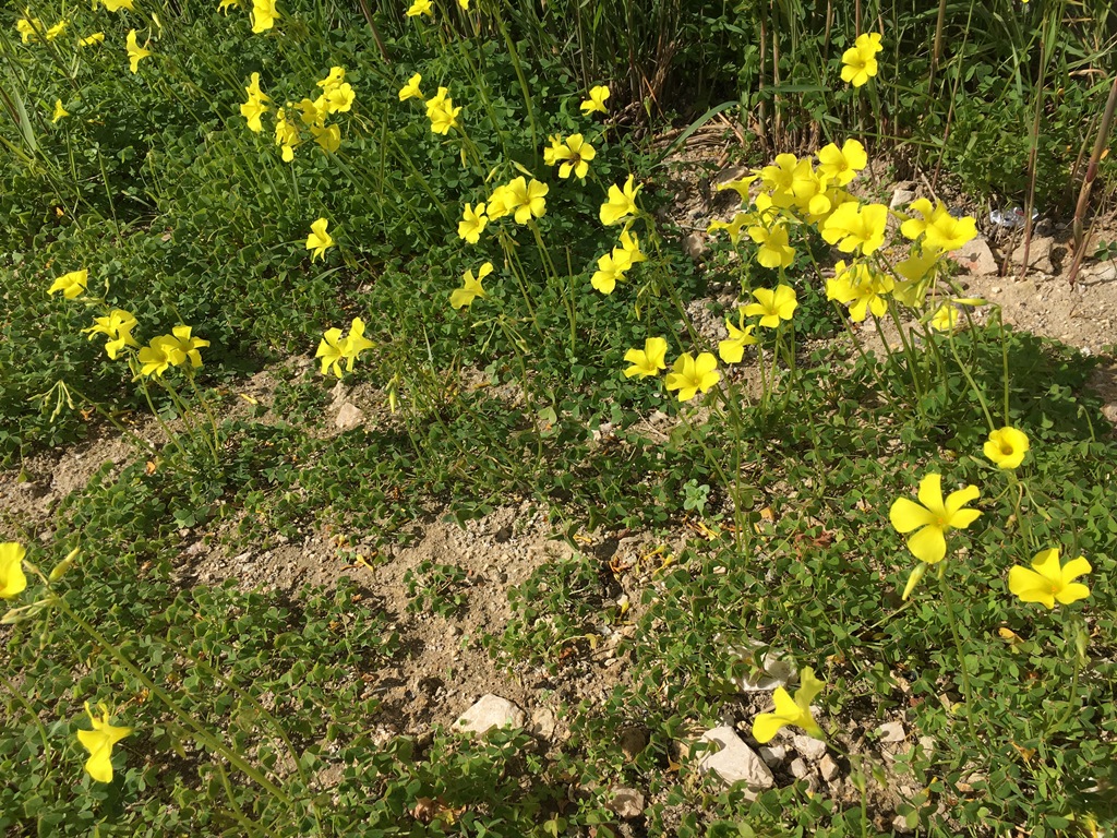 Divagar entre FLORES - ANIMAIS - NATUREZA: Flores Silvestres - Azedas ...