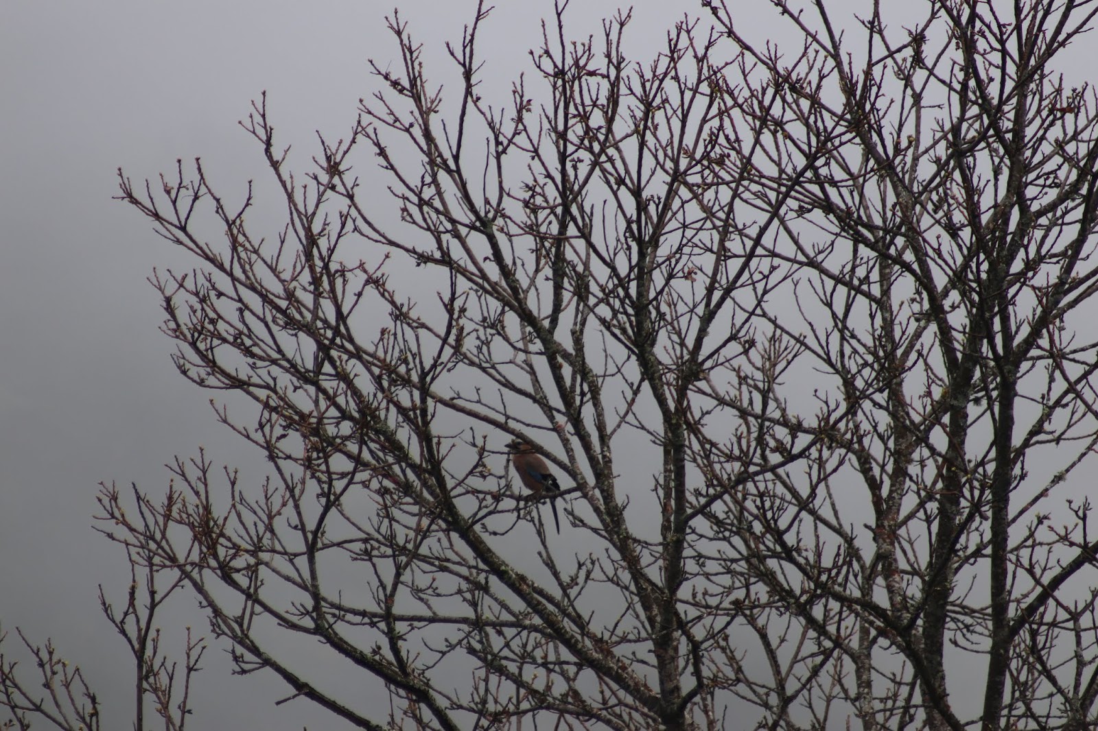 Anabela Magalhães: Sons e Imagens da Aboboreira em Tempos de Pandemia