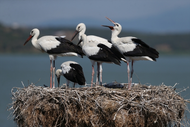Canan Ekinci YILMAZ: Yaren Leylek ile Adem Amca