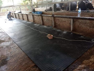 Karpet Sapi Supranusa