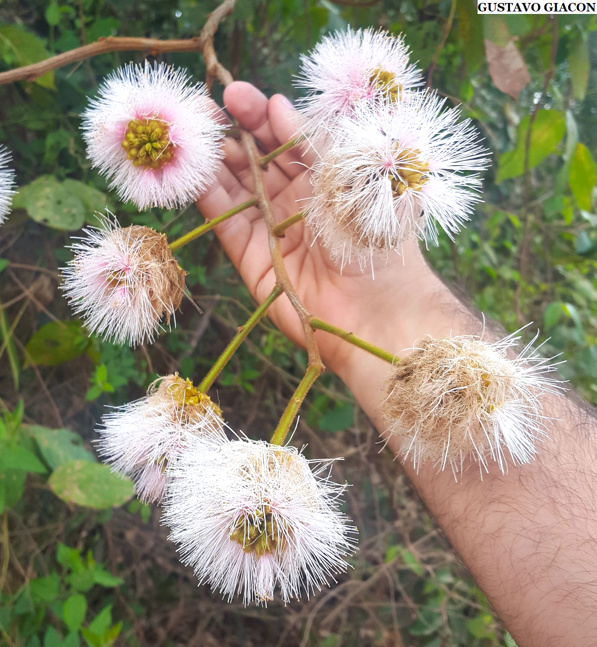 Viveiro Ciprest - Plantas Nativas e Exóticas: Ingá Cabeludo Anão de ...