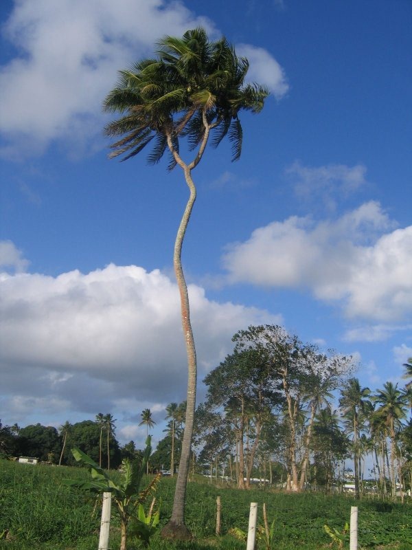 Jithu: Rare & Beautiful Coconut Tree Views..