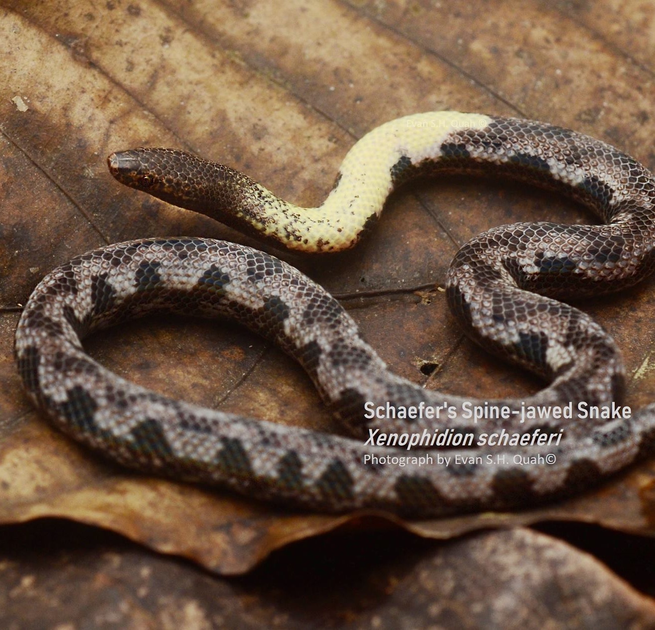 Species New to Science: [Herpetology • 2018] The Rediscovery of ...