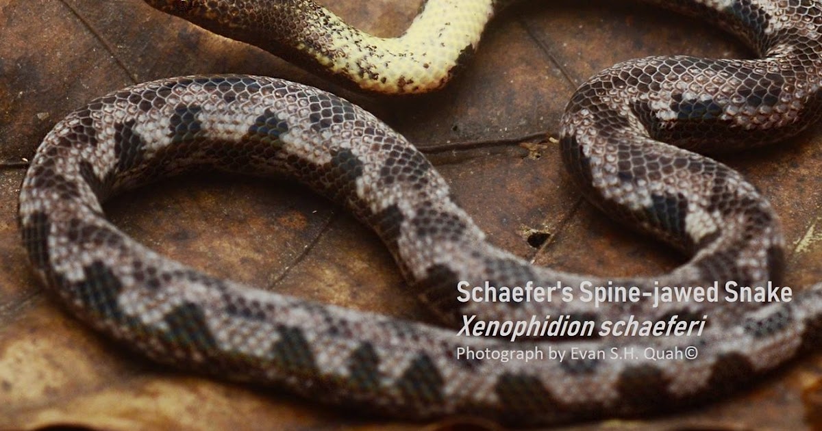 Species New to Science: [Herpetology • 2018] The Rediscovery of ...
