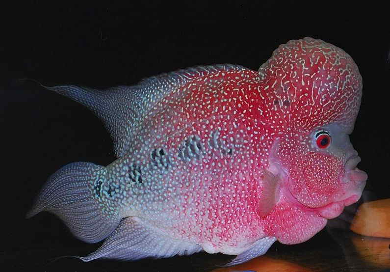 Beautiful Freshwater Fish in the world: Flower Horn ( Amphilophus )