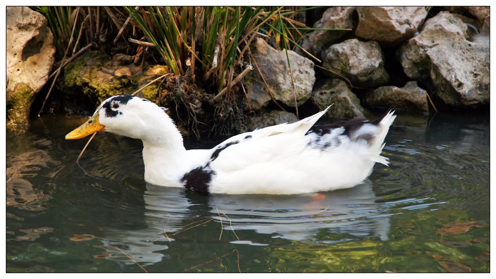 dada: Братья наши меньшие..