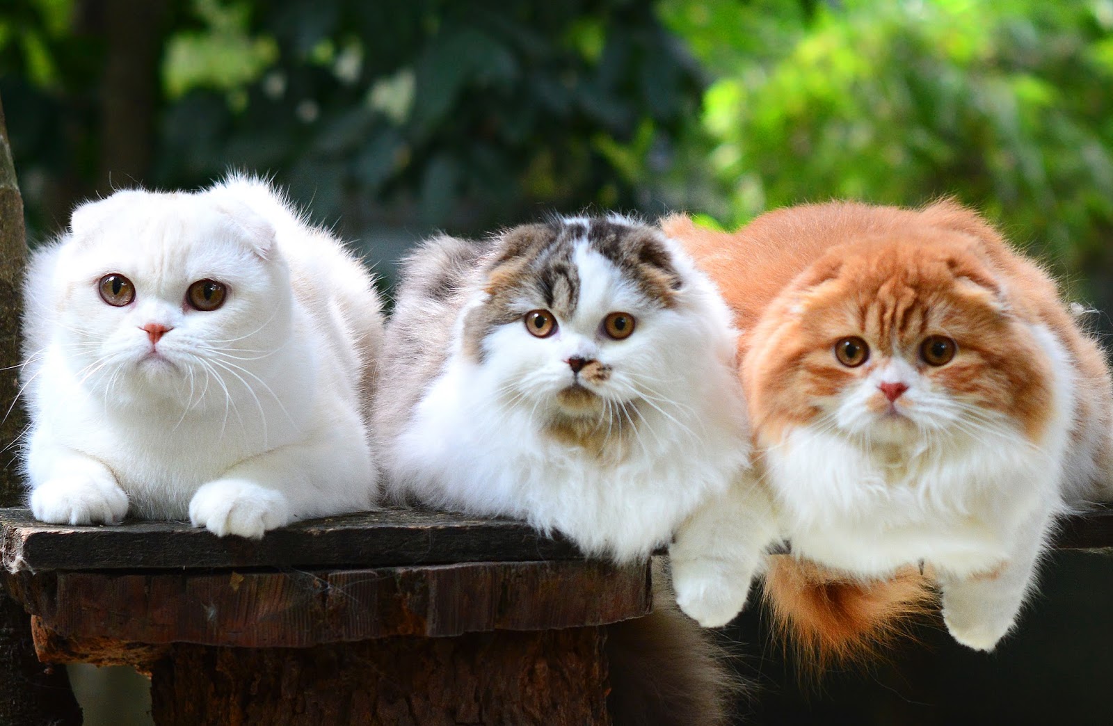 10 Kucing ter Favorit di indonesia th 2017 | hoby ternak