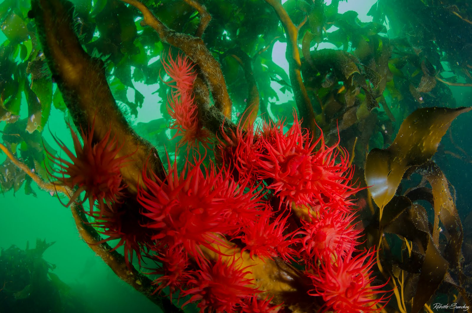 VIAJA Y BUCEA CHILE - CHILE DIVE AND TRAVEL