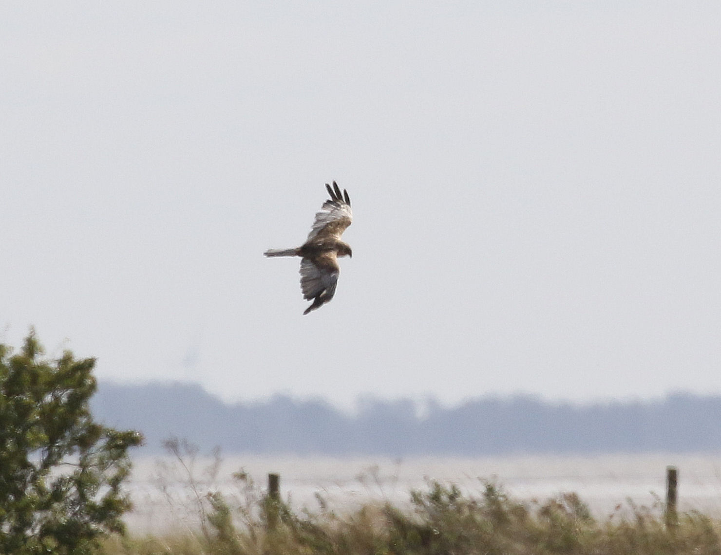 Birding with Flowers: Spurn Migration Festival & Others