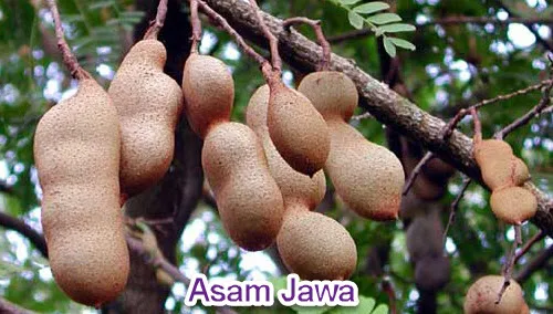 Proses Pengeringan Asam Jawa | Mikirbae.com