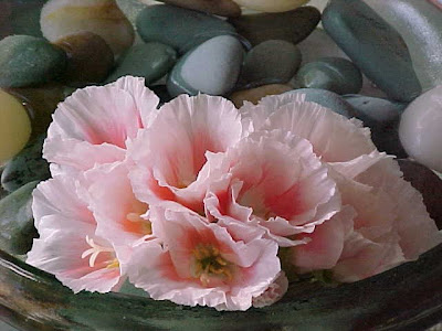 Best Flower's Care: GODETIA