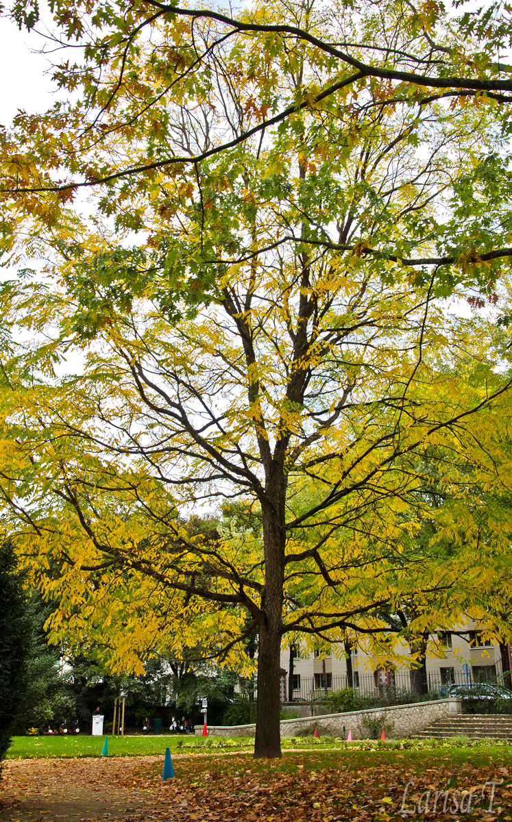 Toamnă în Grădina Botanică - Blogul Larisei