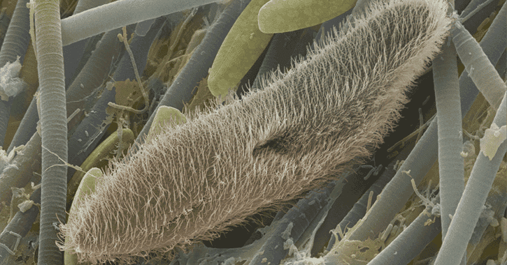 Kingdom Protista: Protozoa & Ganggang (Alga)