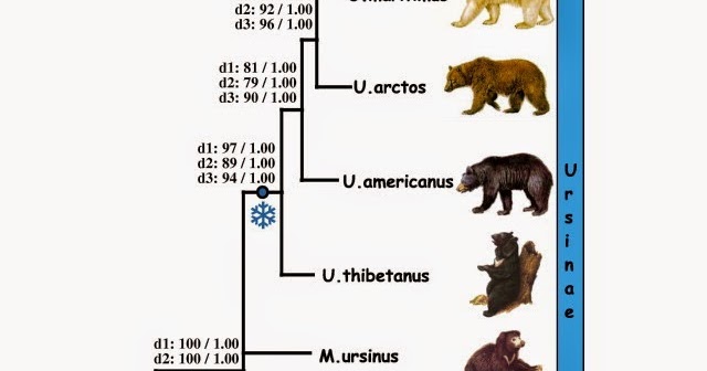 Todo sobre osos: Historia evolutiva