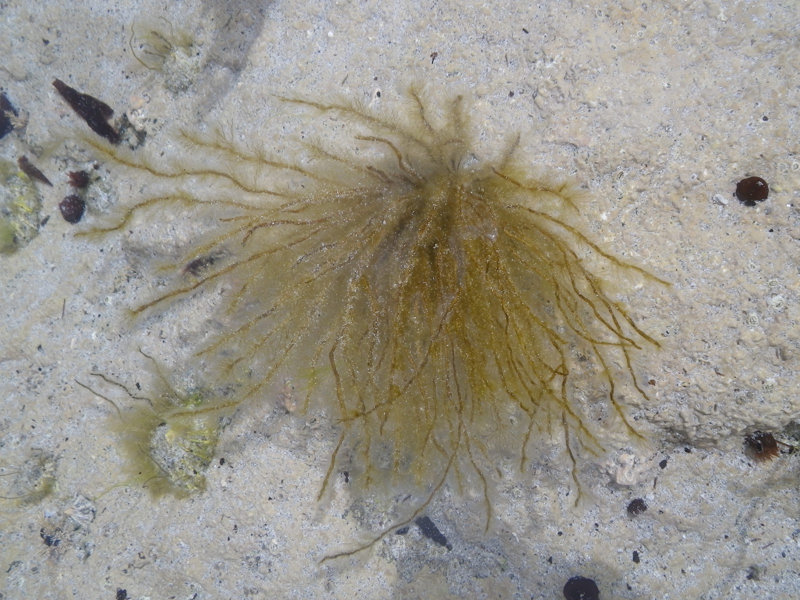 Rock Pooling: Rocky shore of Tiree- The Hebrides