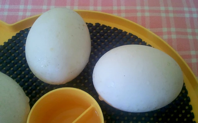 The Beginners Guide to Hatching Duck Eggs [with egg candling photos ...