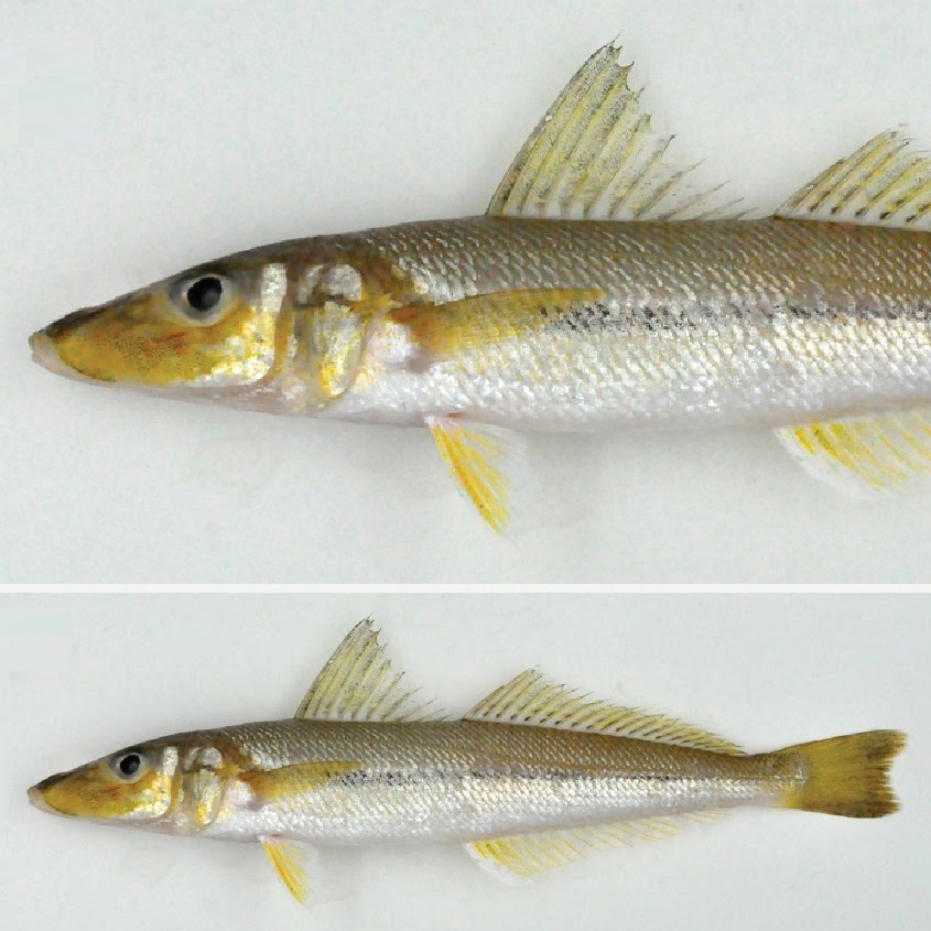 Species New to Science: [Ichthyology • 2021] Sillago nigrofasciata • A ...