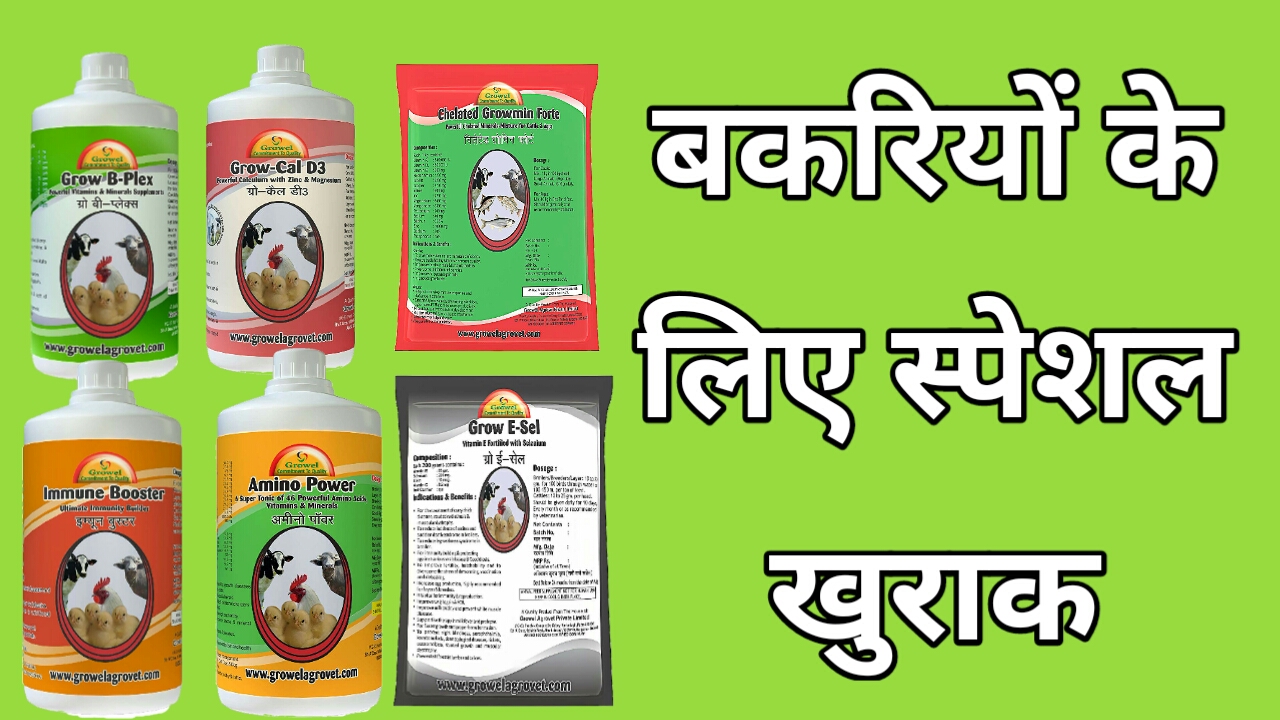 Importance of Mineral And Vitamins For Goats - Goat Farming