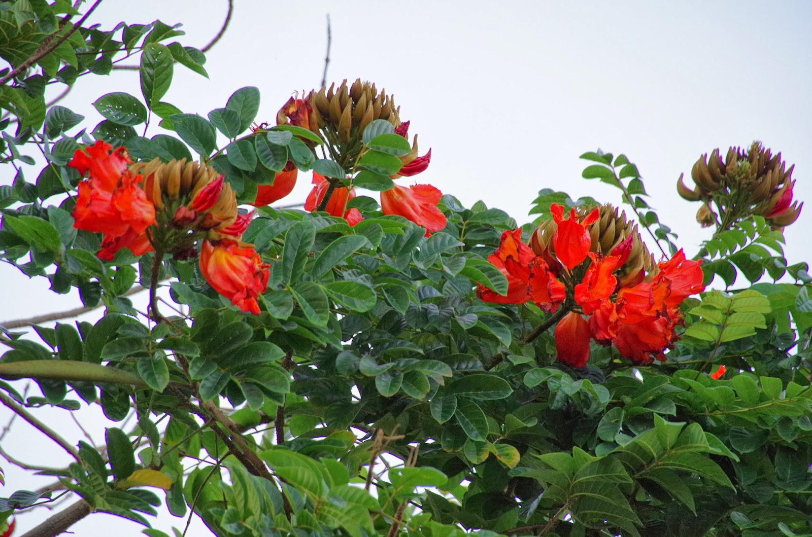 Trees and Plants: African Tulip