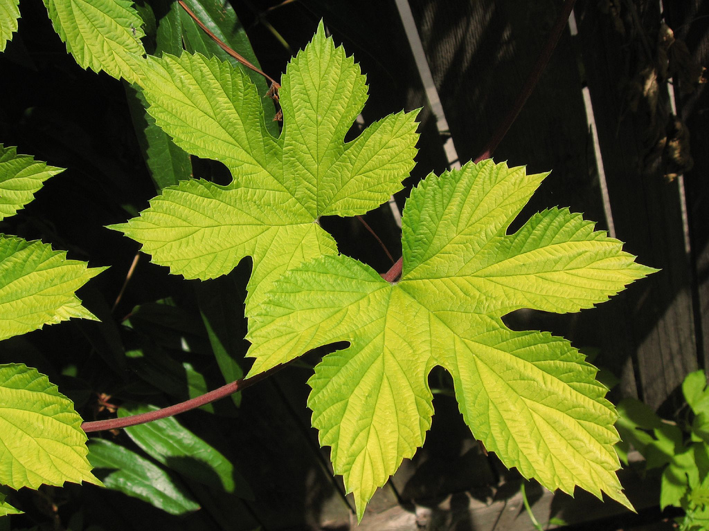 Earth and Space News: Golden Hop (Humulus lupulus ‘Aureus’) Has Yellow ...