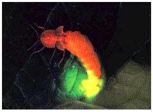 Curación de picadura de Arlomo