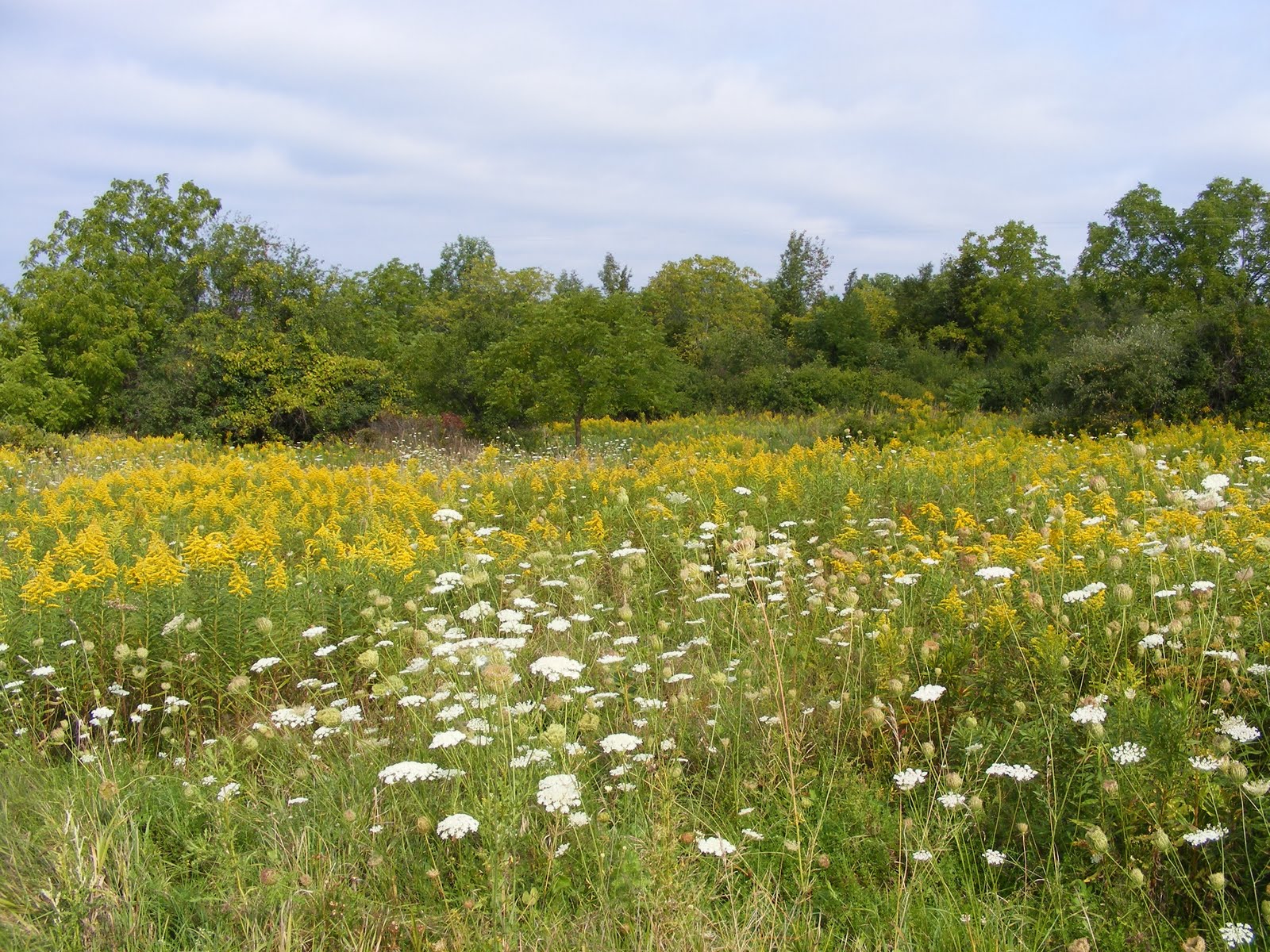 Ramblin' with AM: Wildflower Wednesday - Rural Flowers