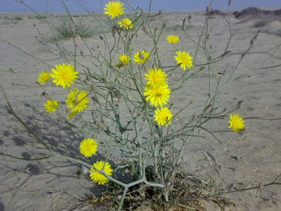 My Travels,My Experiences: When the desert blooms,Kuwait