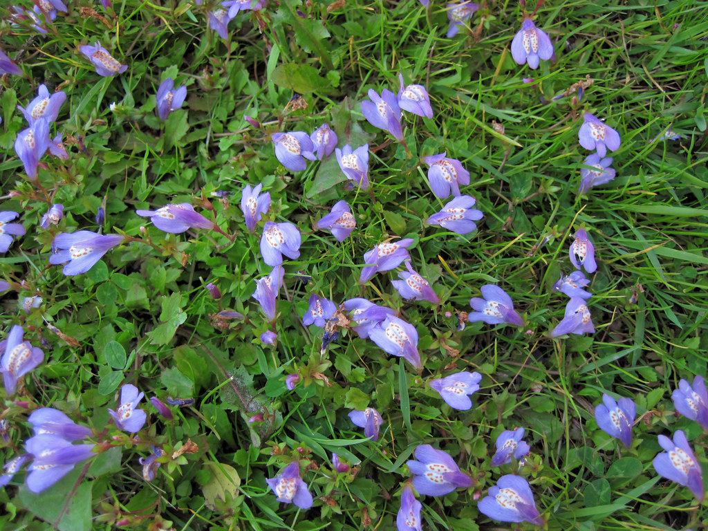 Mazus reptans - Creeping mazus care and culture | Travaldo's blog