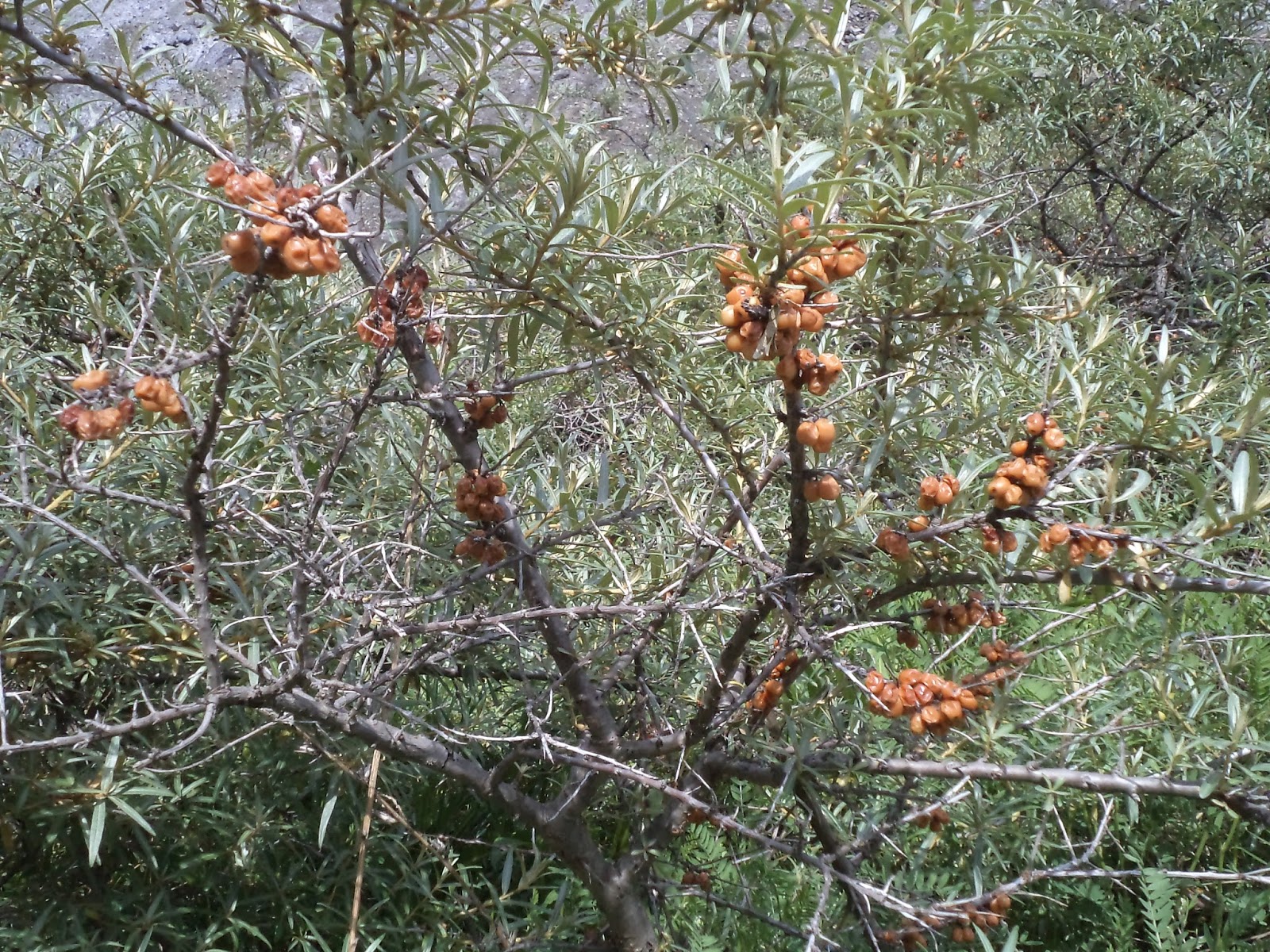 Life and Nature RO: Cătina - o plantă medicinală miraculoasă