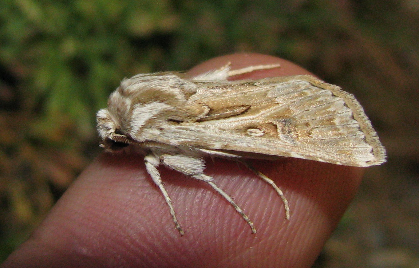 LEPIDOPTERA by Ed 1: Agrotis grasslini