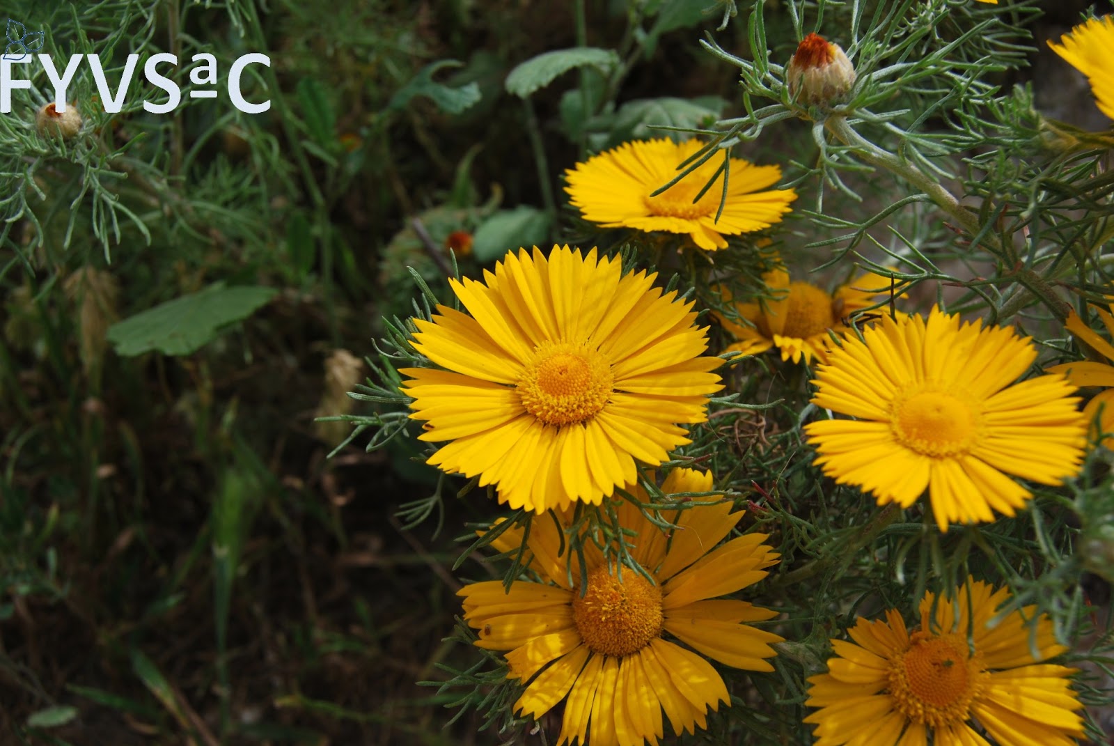 El Blog de Flora y Medio Ambiente de la Sierra de Cártama: FLORA I
