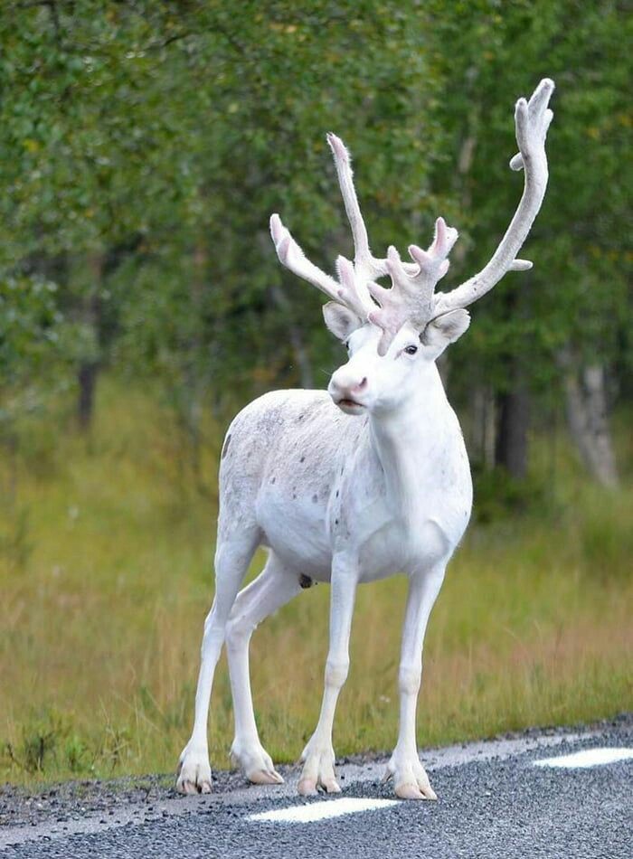 Beautiful white Deer