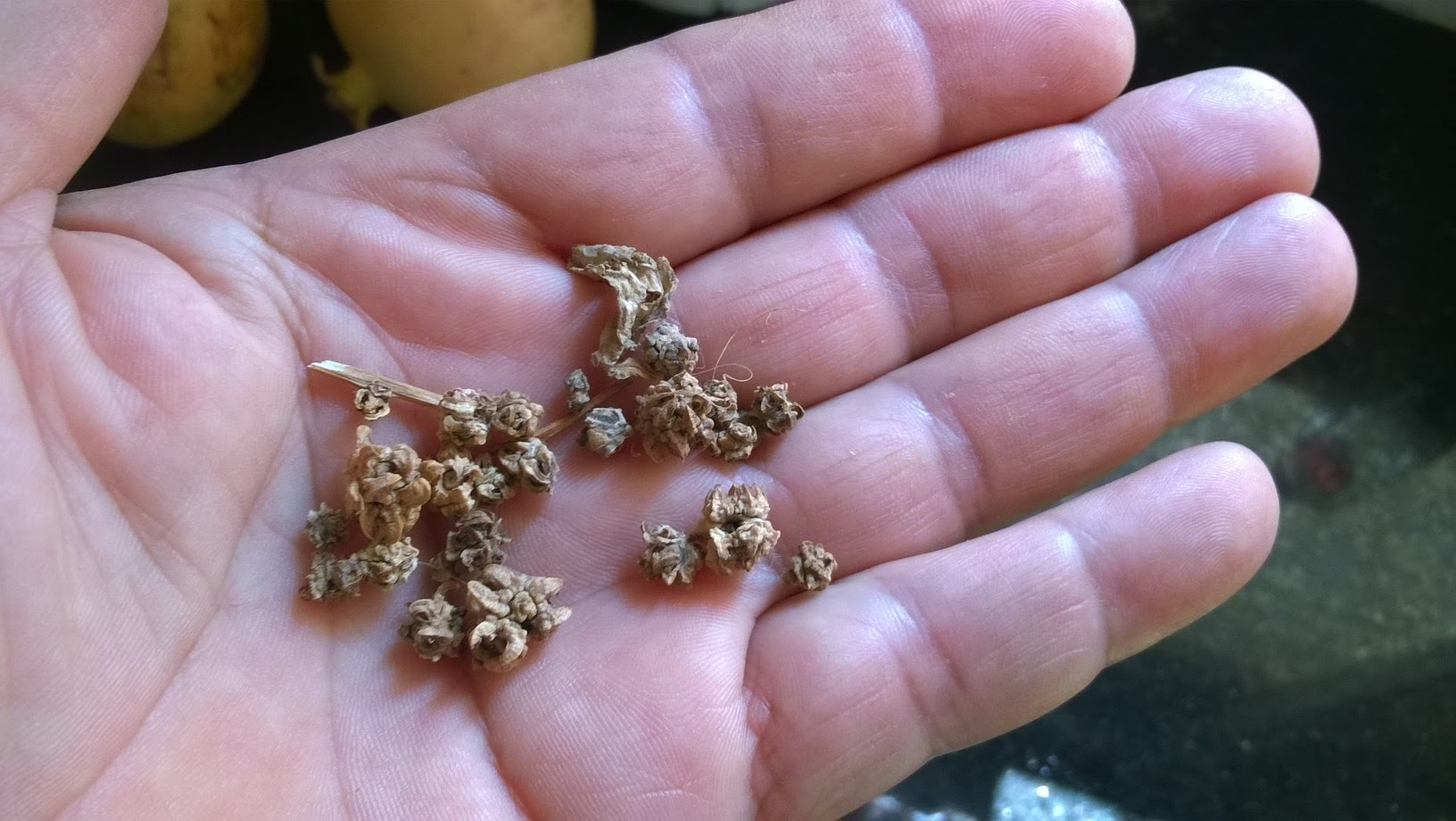 How To Grow Organic Chard